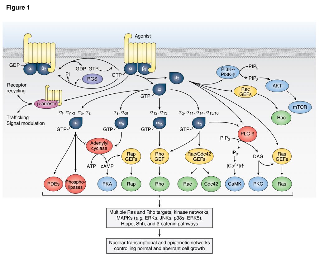 Research – Gutkind Lab